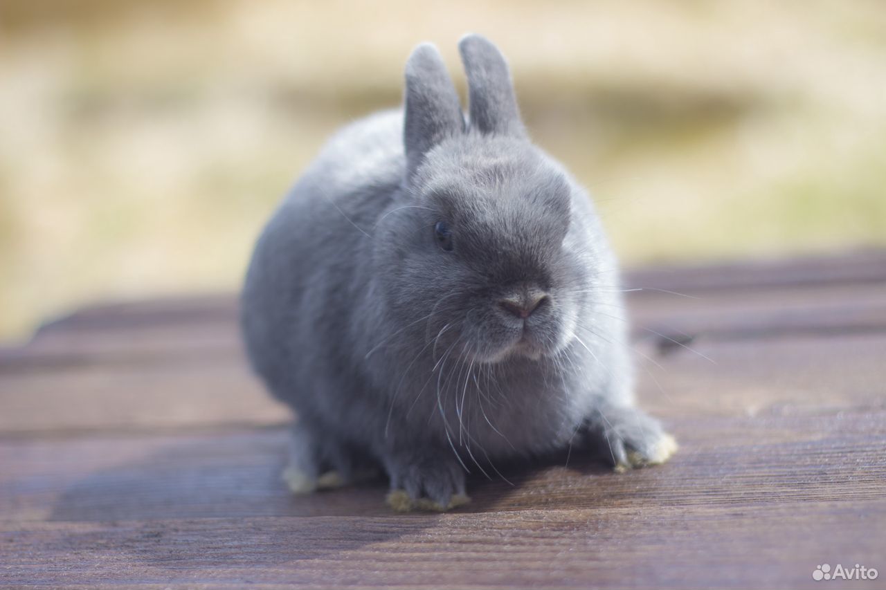 Цветной карликовый кролик голубого окраса, самец
