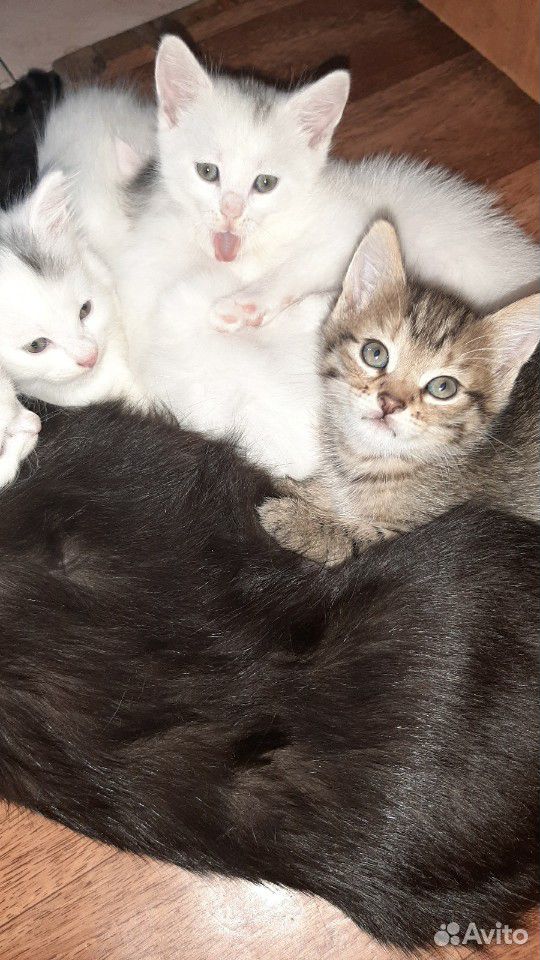 Белые котята