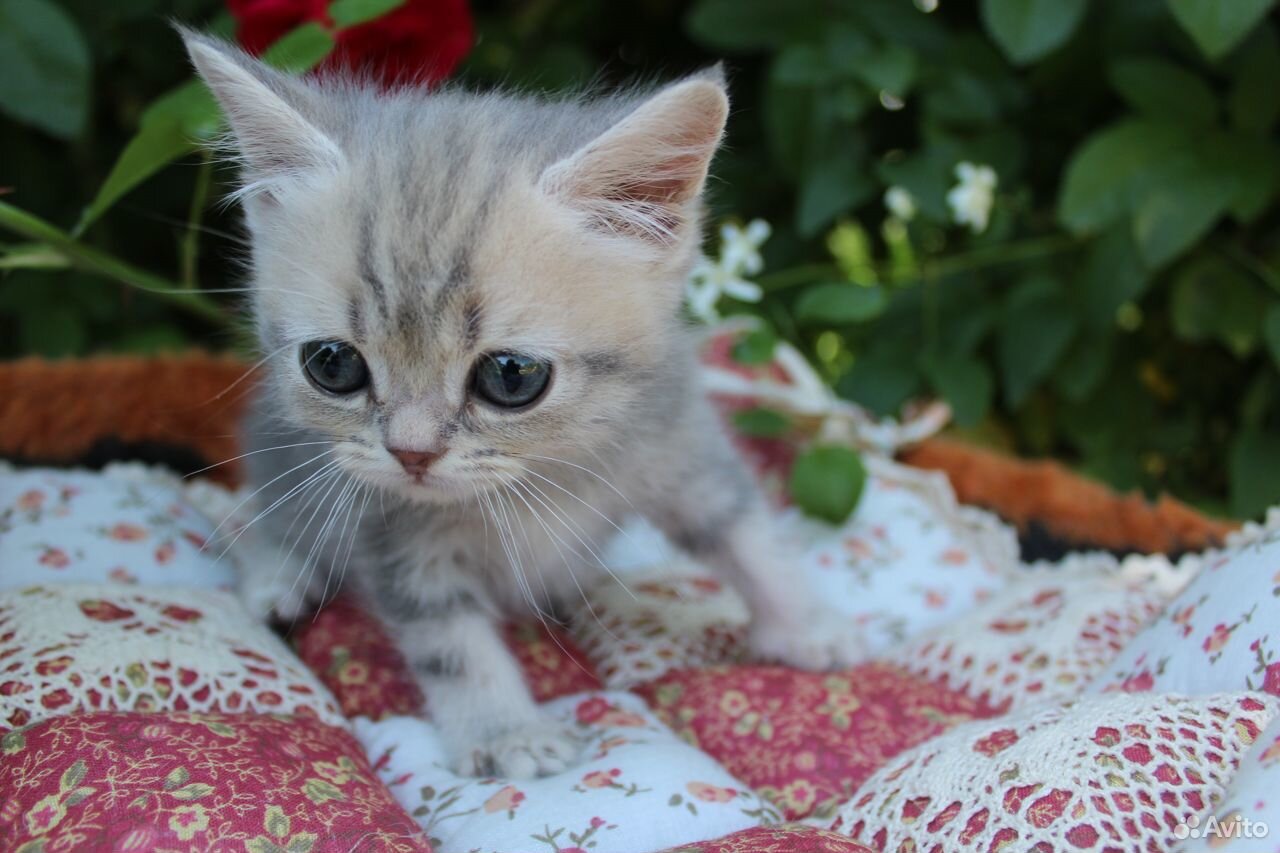 Котик нежного окраса