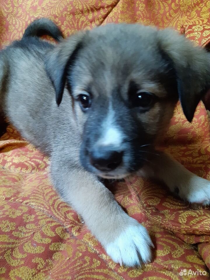 Щенок для души