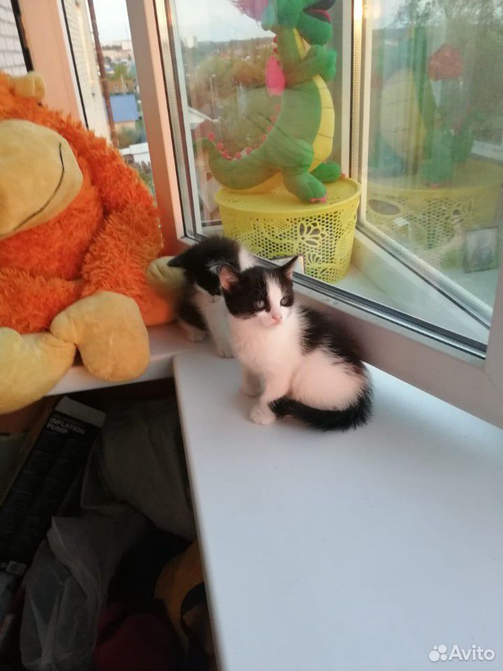 Котята добрым людям