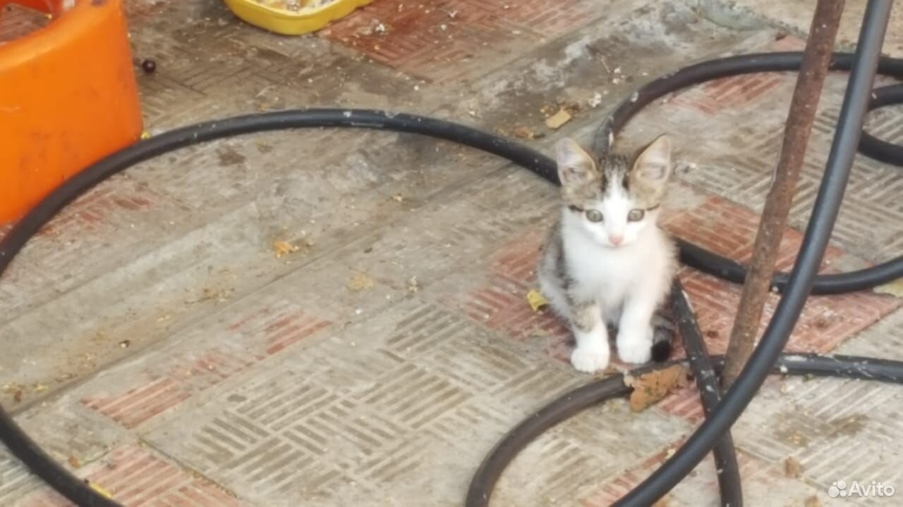 Котята