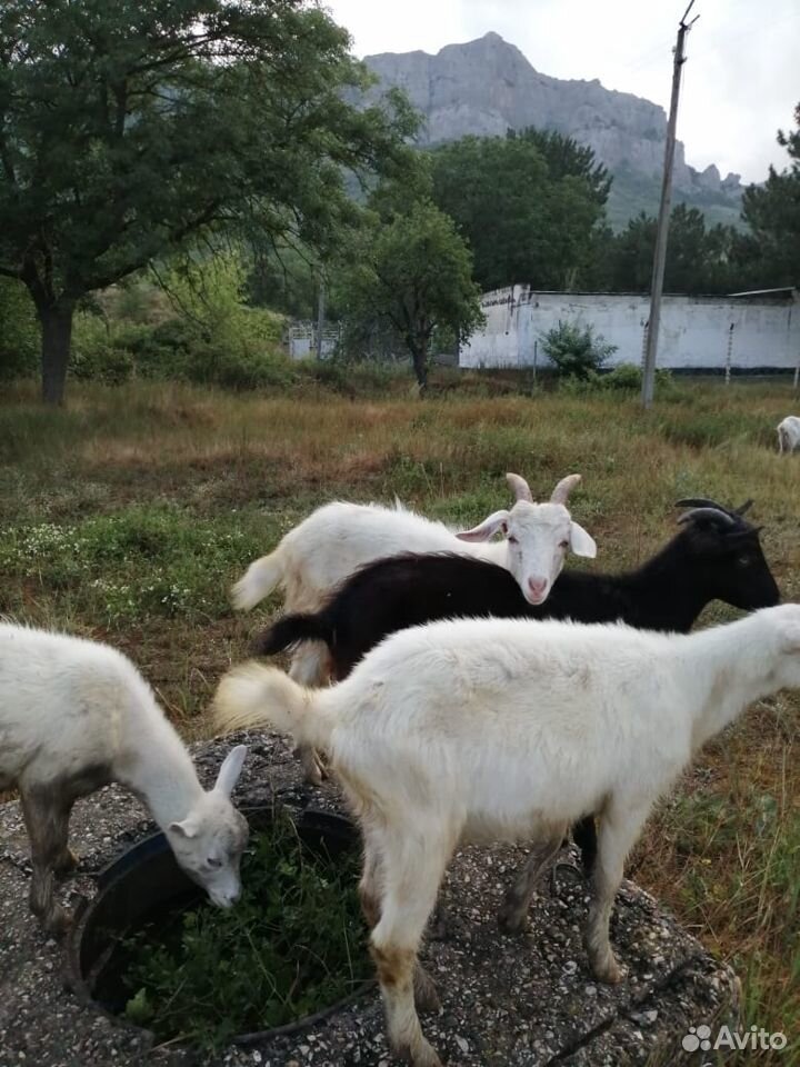 Cх животные