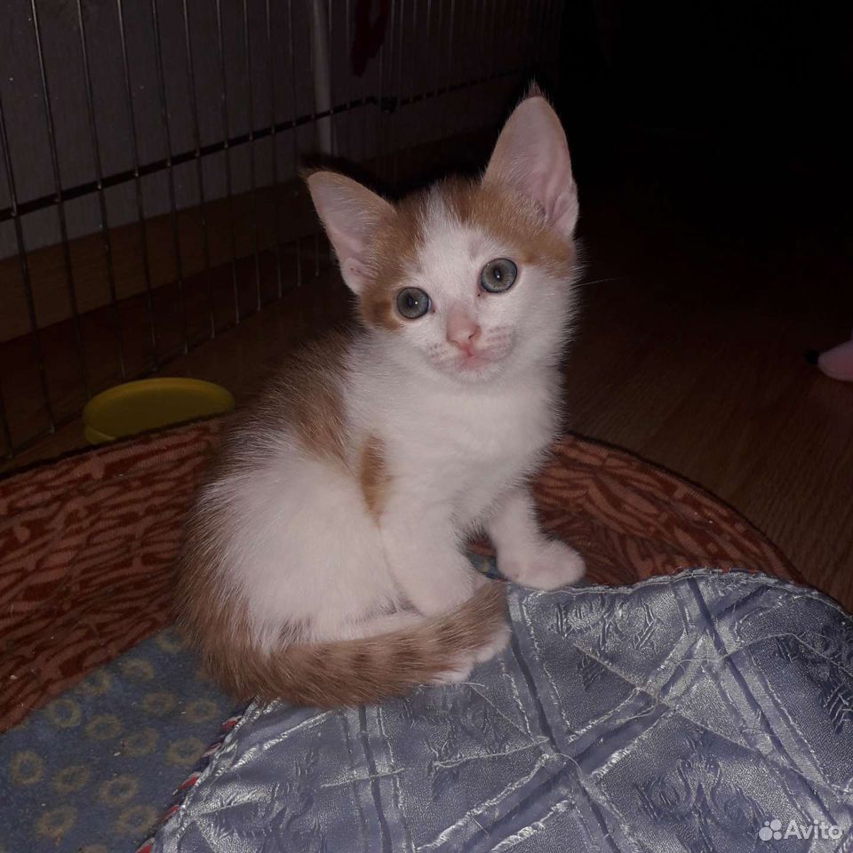 Котеночек (мальчик)