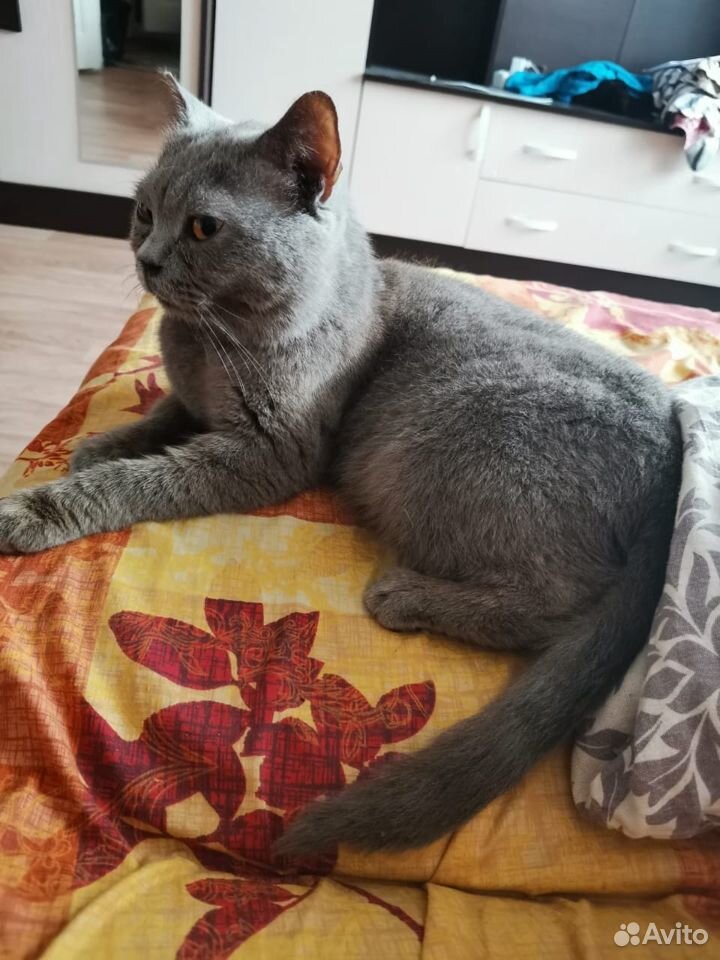 Кошка 1.5 года мышеловка