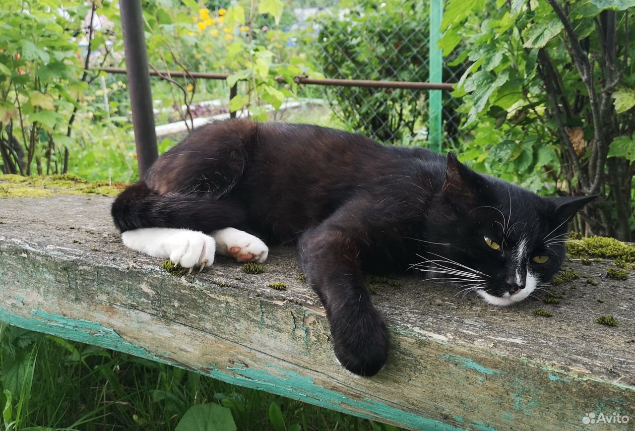 Черного кота бросили на дачных участках