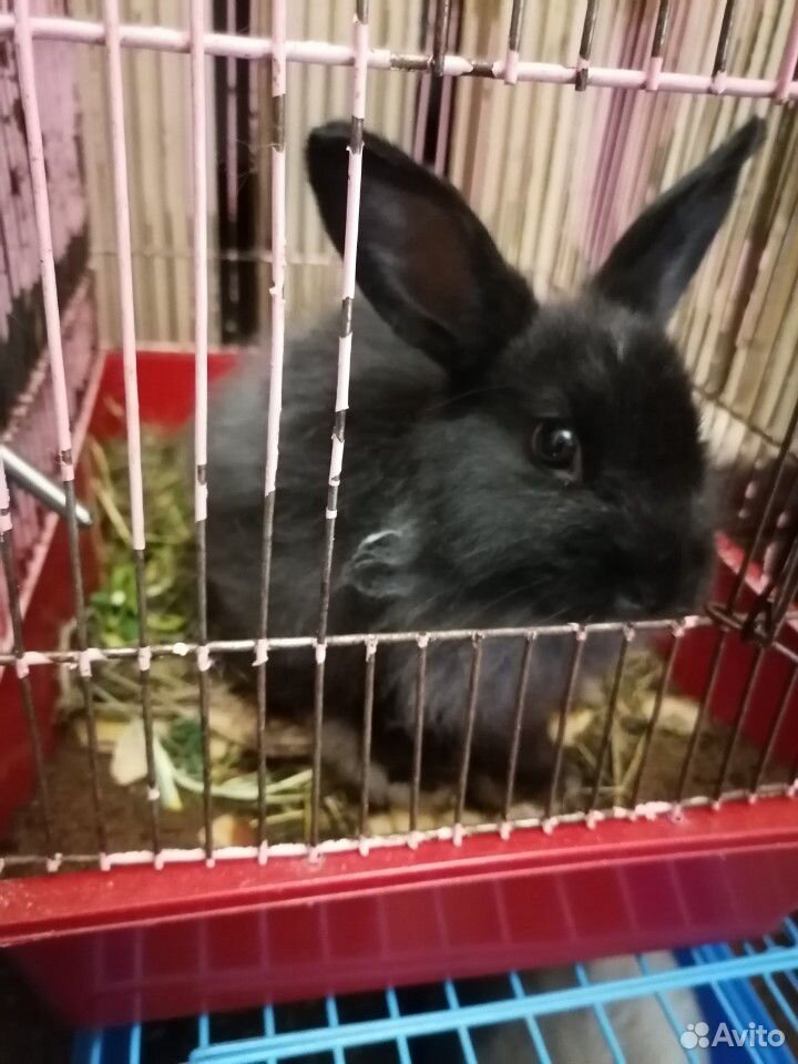 Кролик декоративный