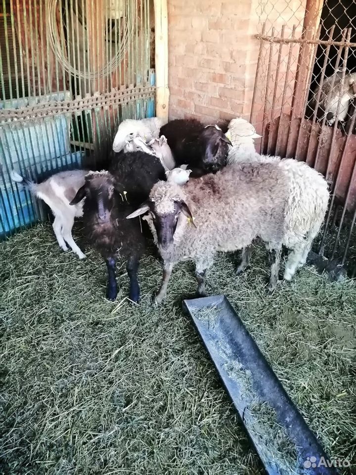 Продаются молодые бараны 5 месяцев