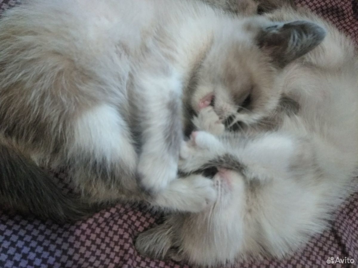 Кошка