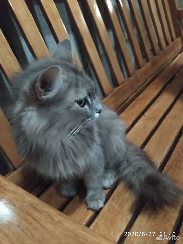 Бездомная кошечка ищет хозяина