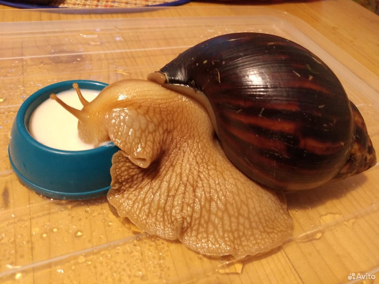 Улитка Иммакулята Пантера