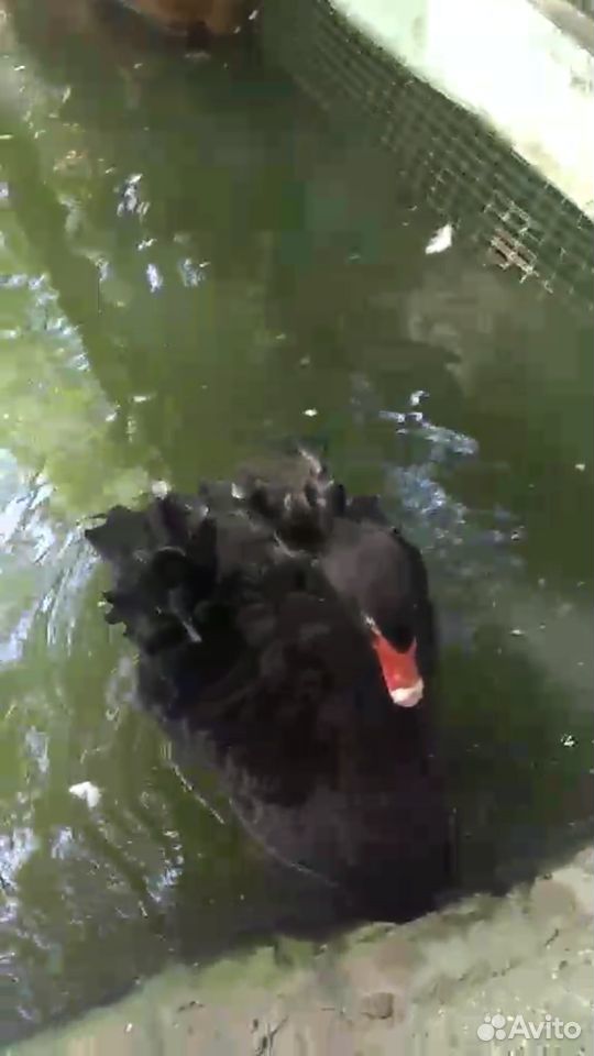 Черные лебеди