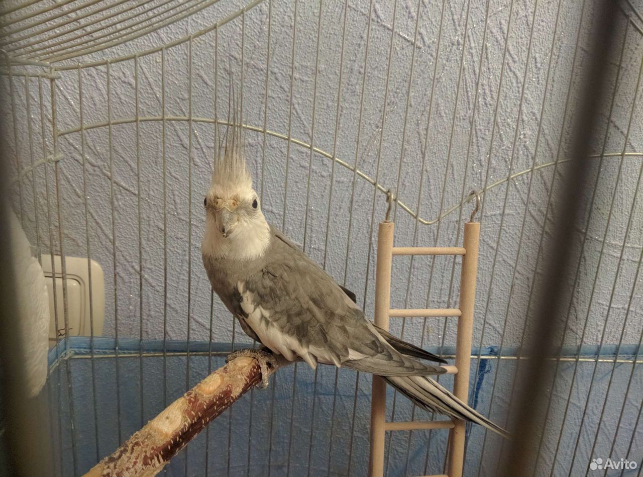 Отдам в хорошие руки корелла