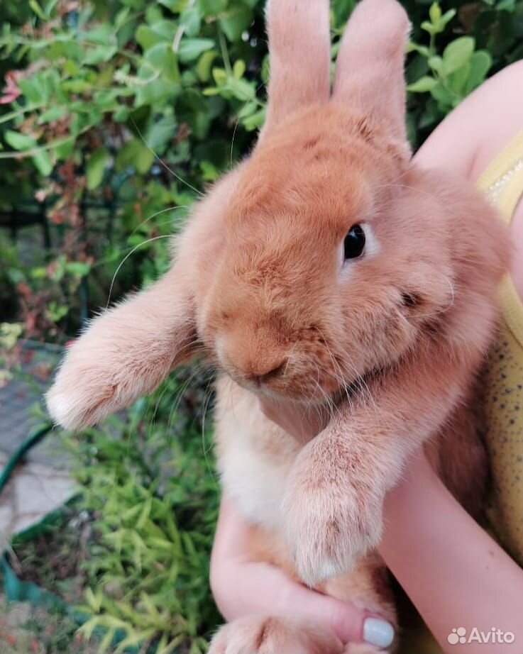 Кролик, новозеландский красный