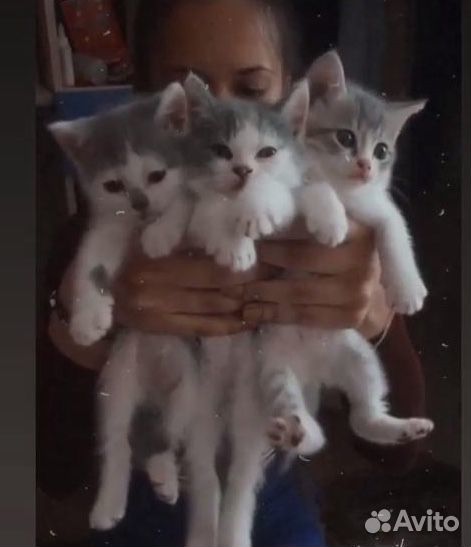 Отдам котят бесплатно