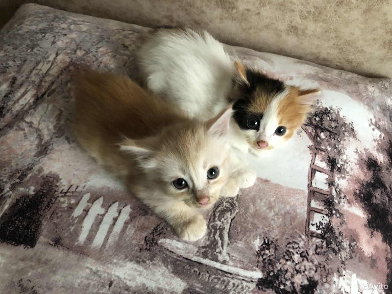 Котятки
