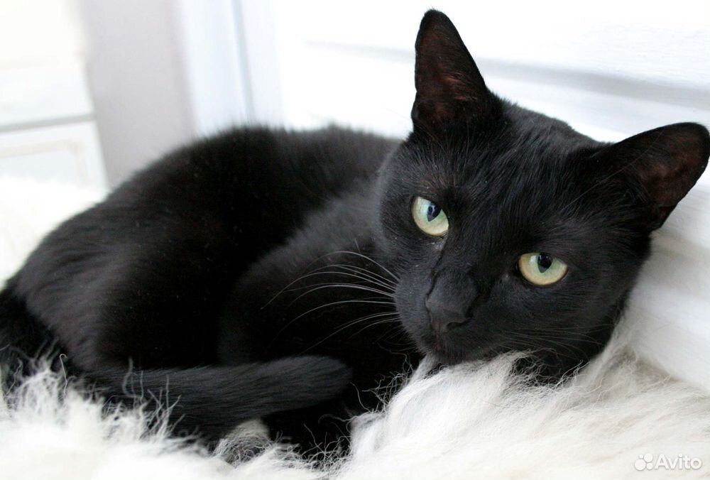 Обычная черная кошь