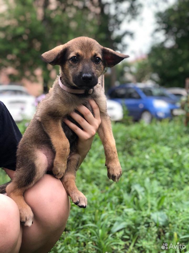 Щенок Герда