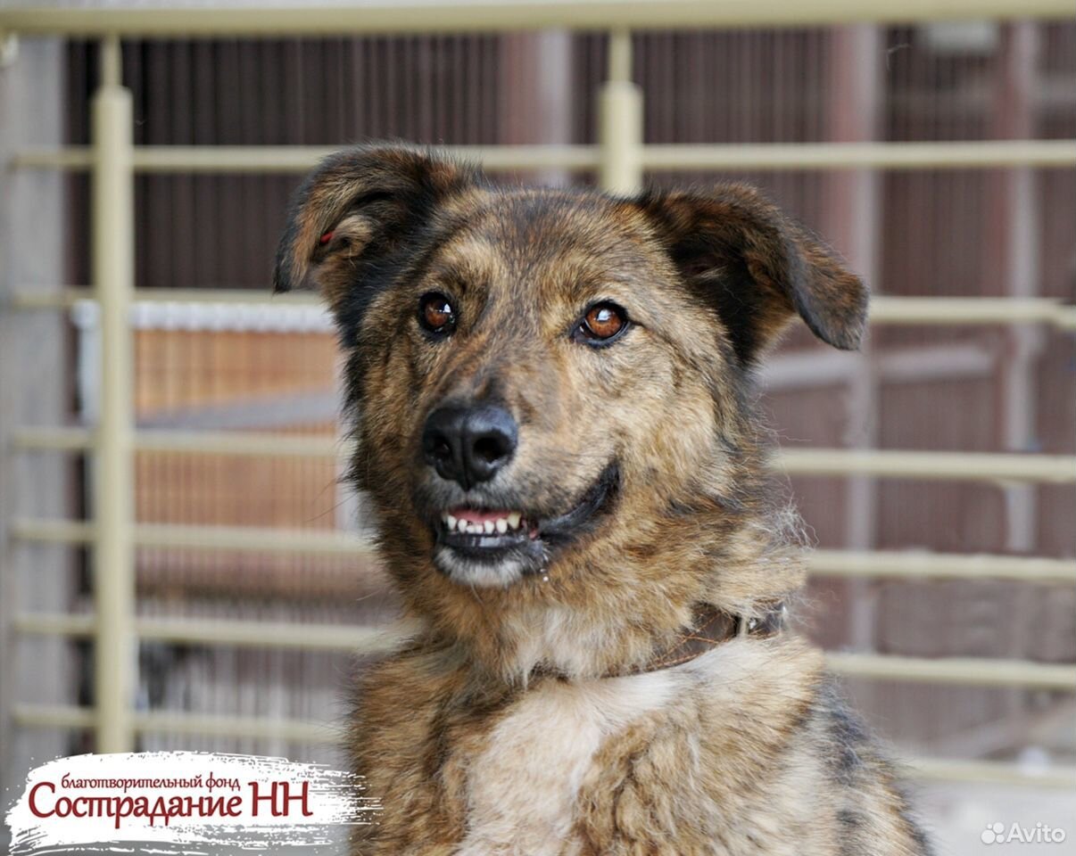 Собака в добрые руки