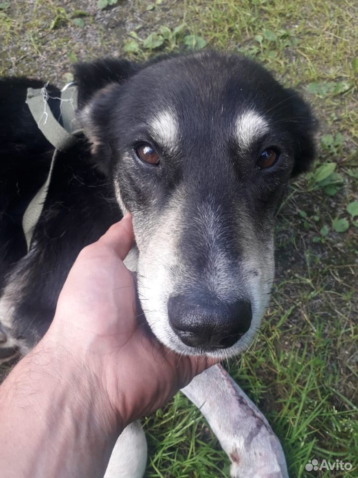 Собака Бобби