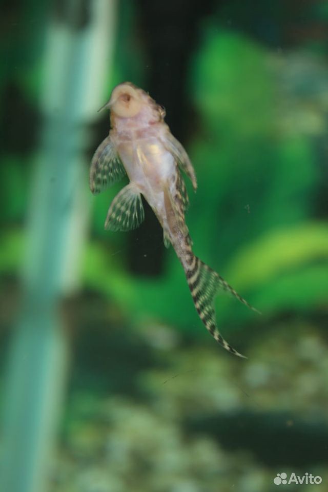 Номерные Сомы