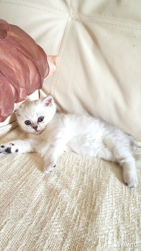 Котенок мальчик (Зеленоград)