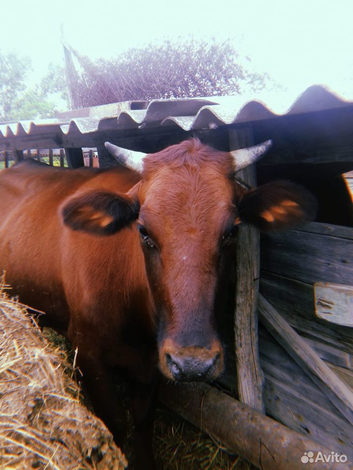 Продается первотелка