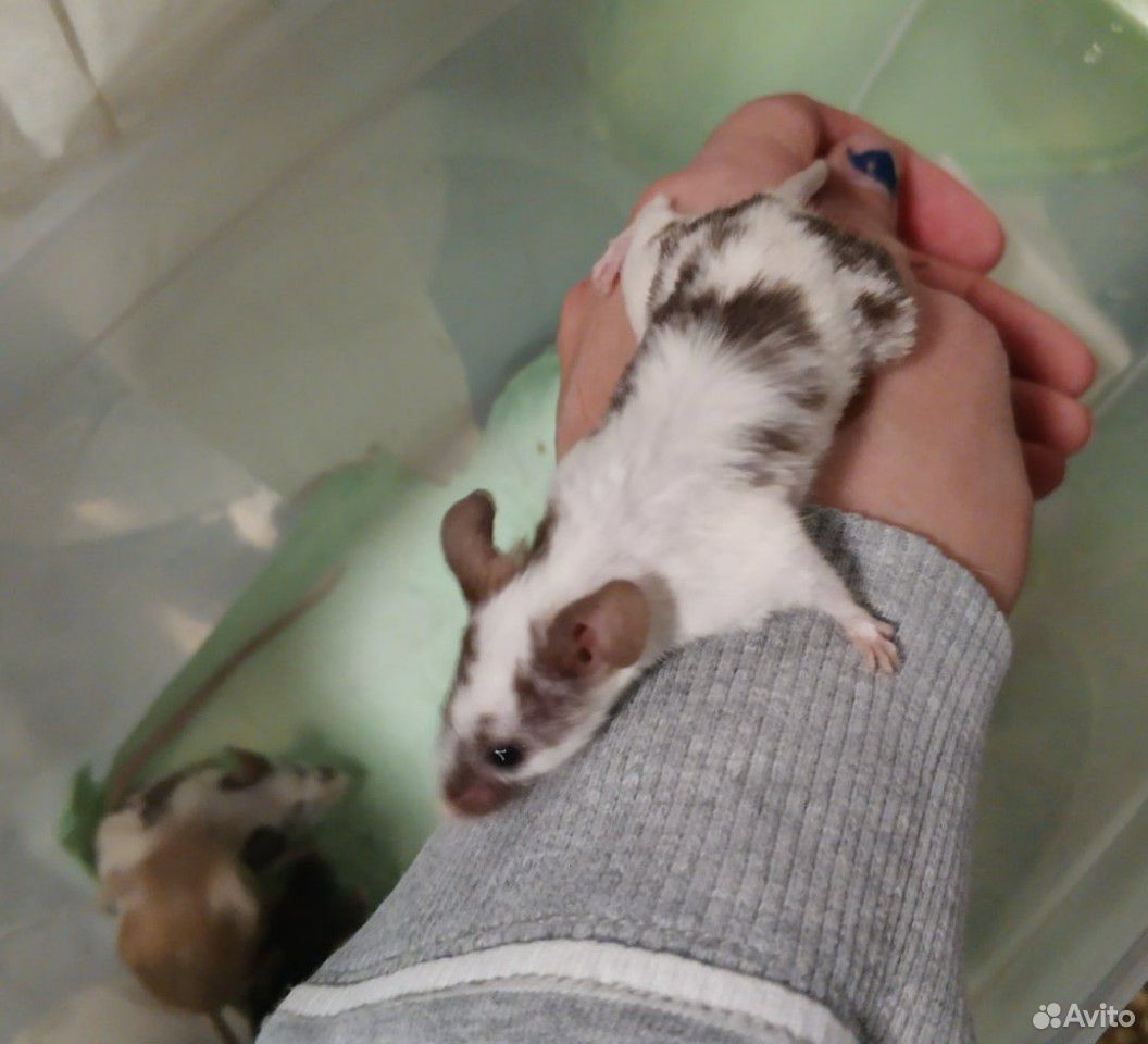 Мышки японские