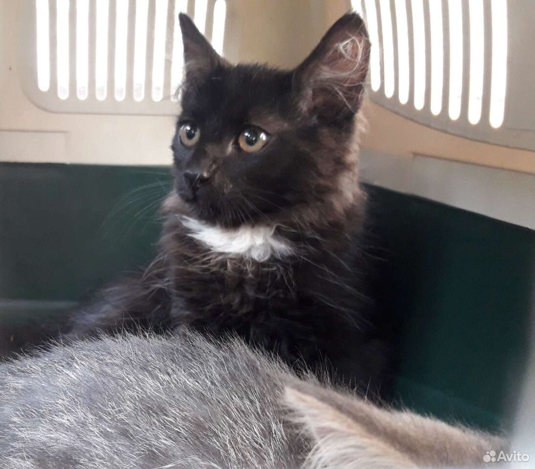 Котенок бесплатно