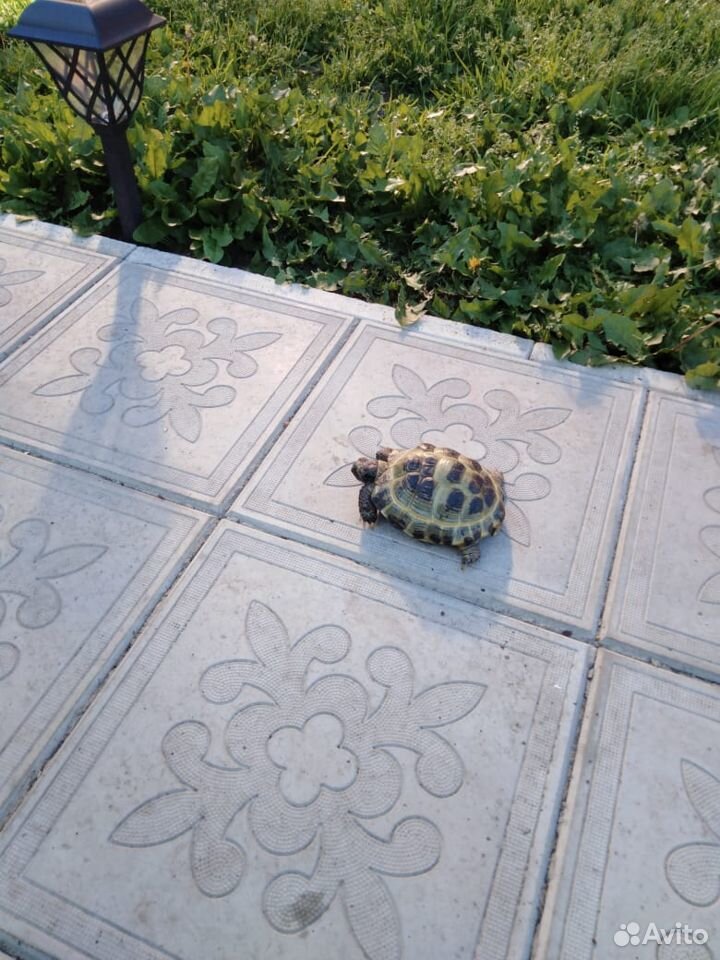 Продам черепаху