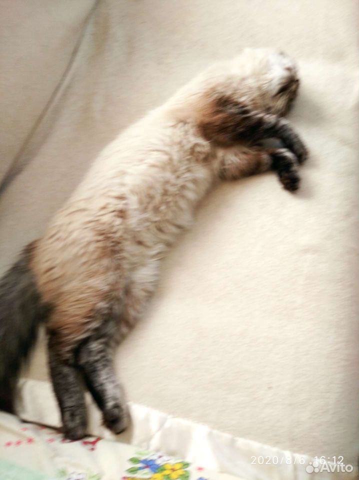 Кот