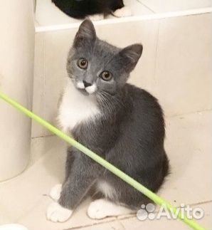 Котёнок Голубка