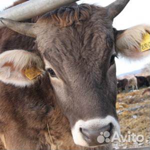 Швицкая телка