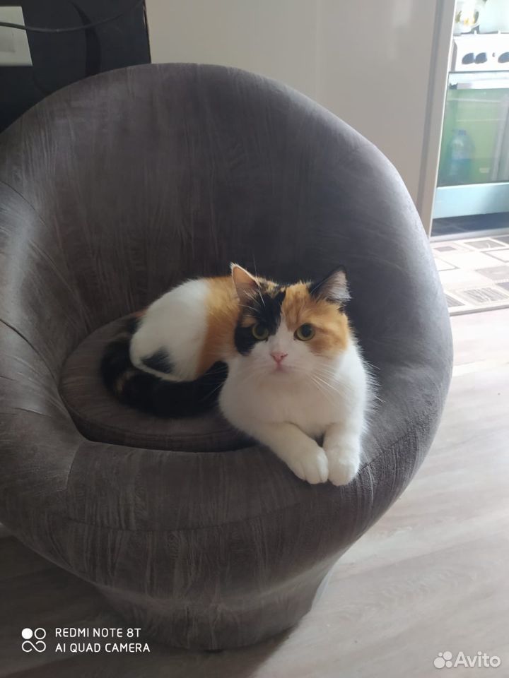 Кошечка ищет кота для вязки