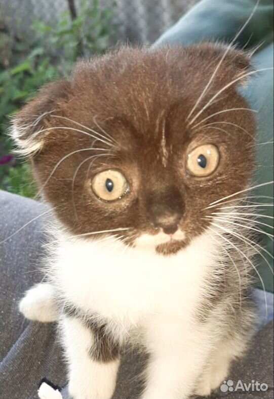 Котёнок вислоухий помесь с ангоркой