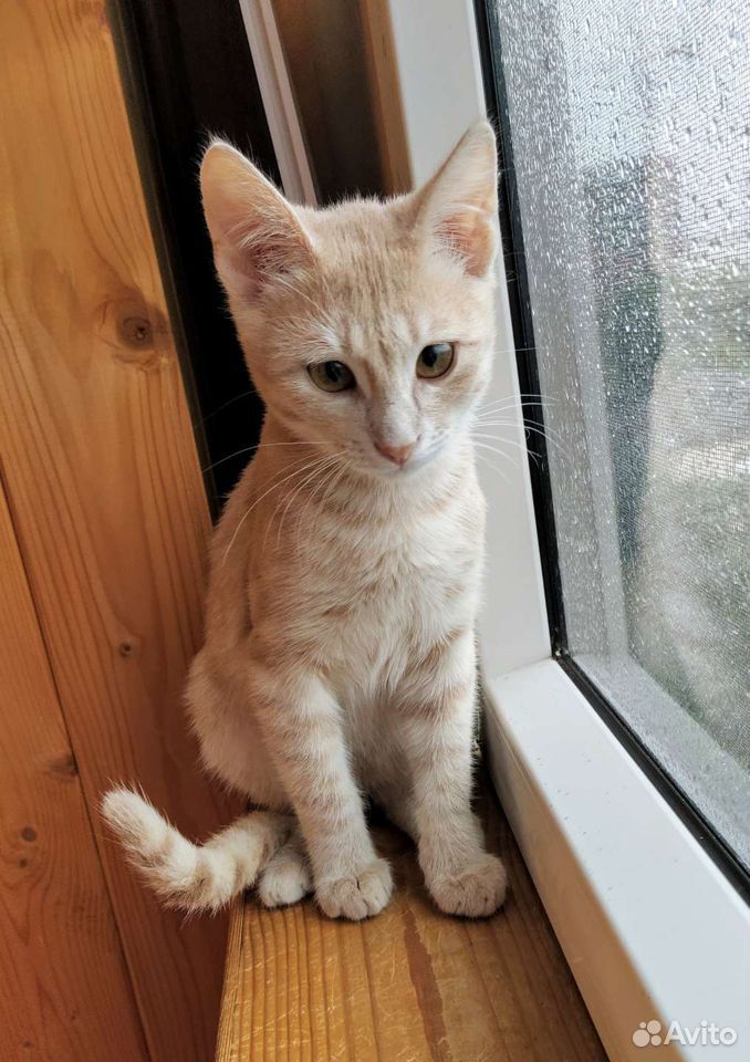 Котята Симбы