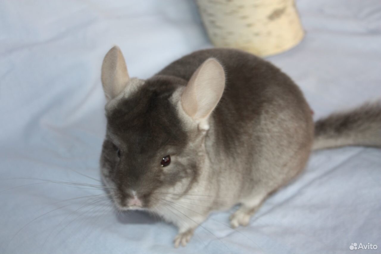 Самочки шиншиллы