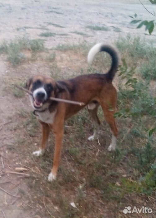 Метис боксера в добрые руки