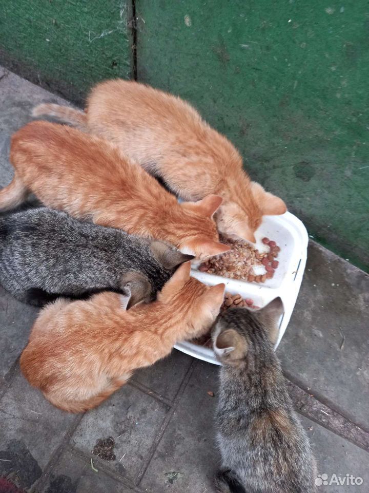 Отдам в добрые руки 5 котят (3-х месячные)