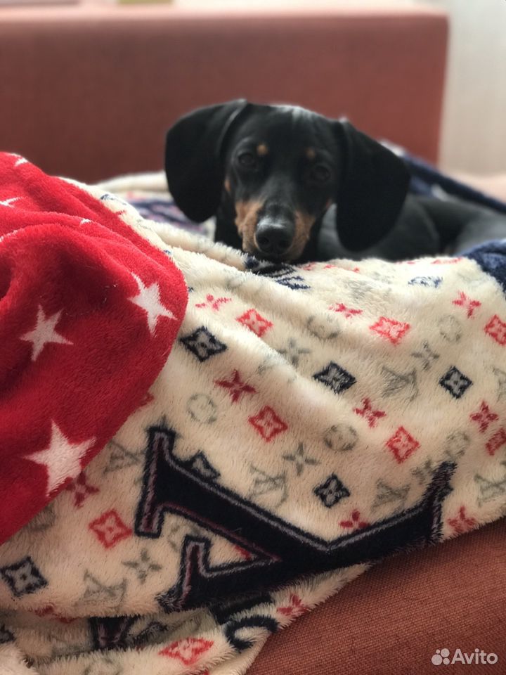 Вязка Такса