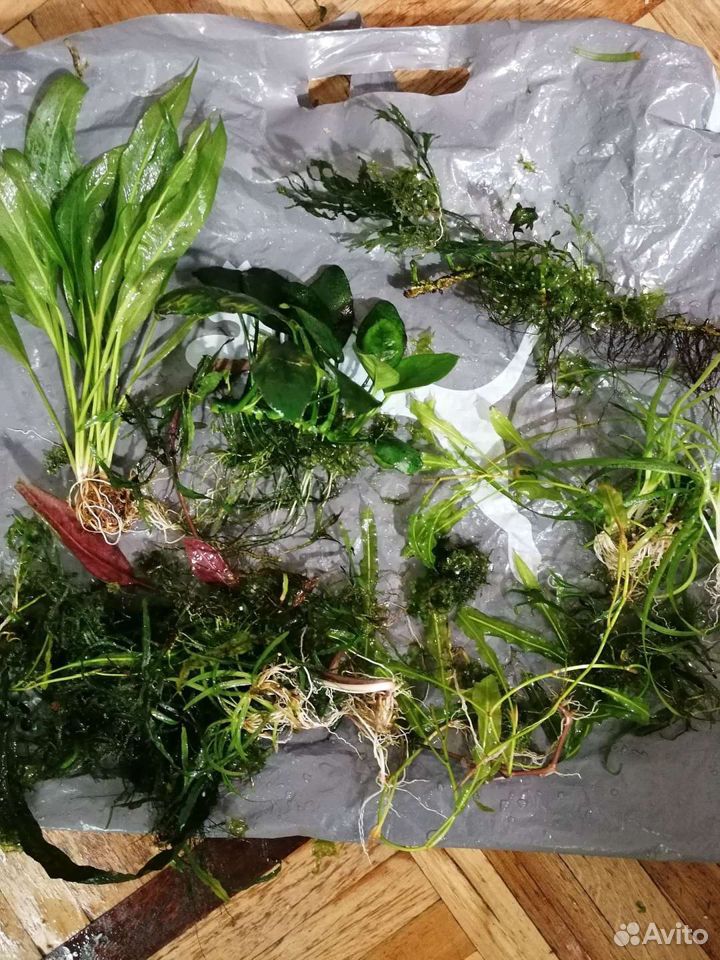 Прополка даром