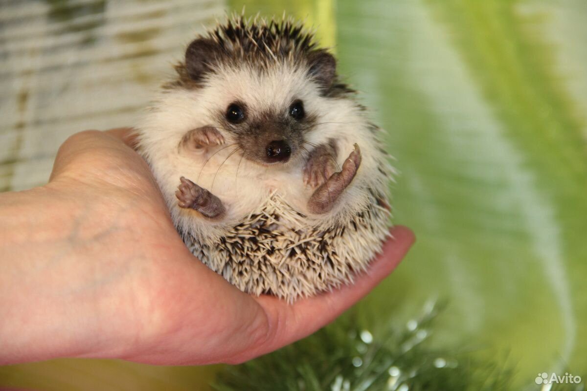 Девочка ищет мальчика на вязку