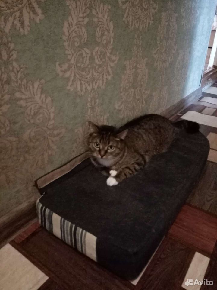 Бешаная кошка