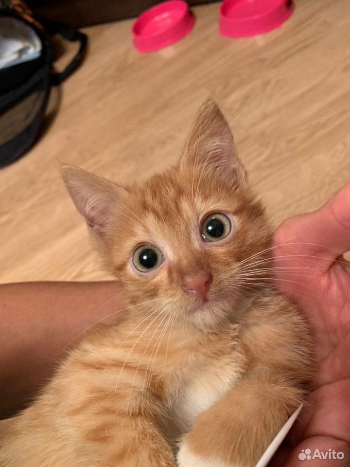 Рыжий котёнок