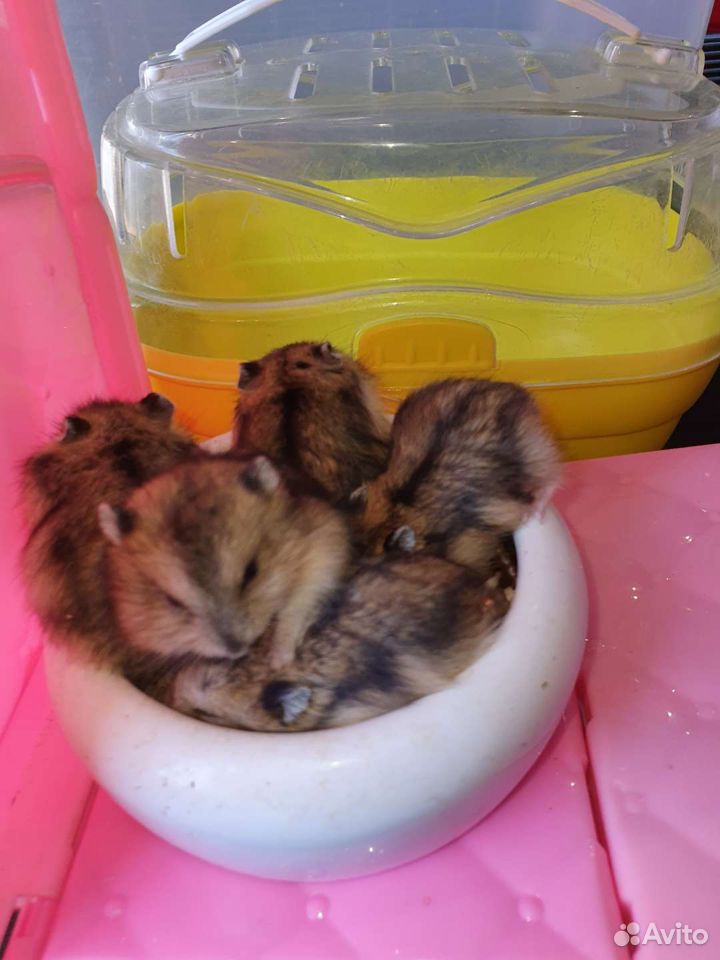 Джунгарские хомячки ручные