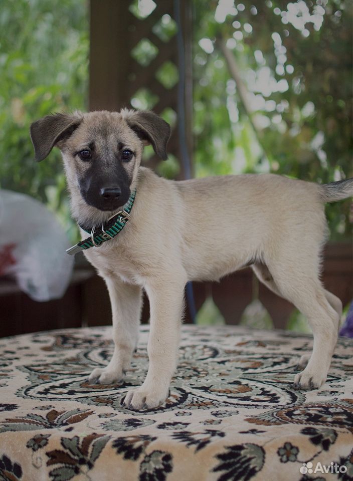 Щенок в добрые руки