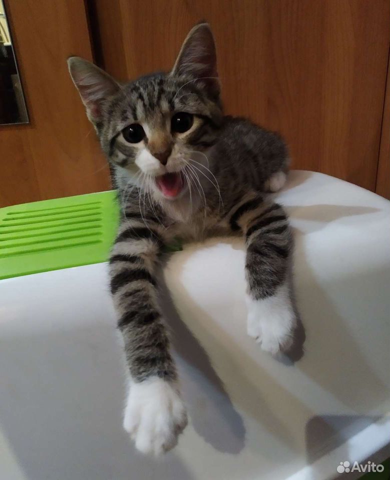Котенок в добрые руки