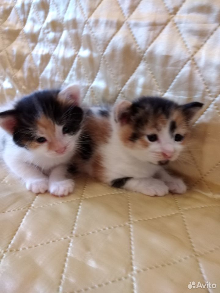 Котята от Муськи