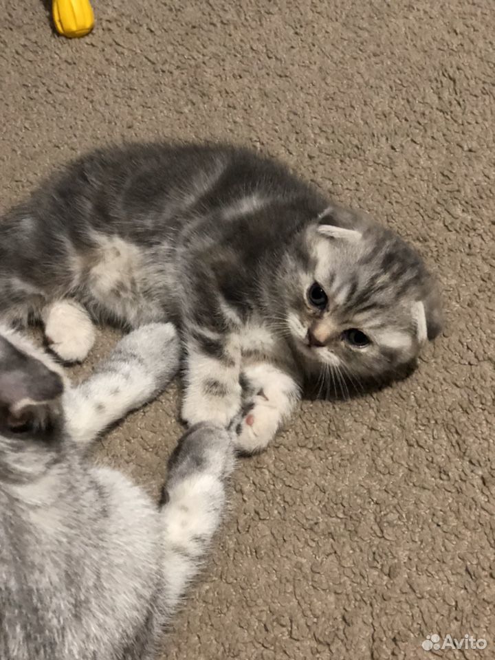 Шотландская вислоухая