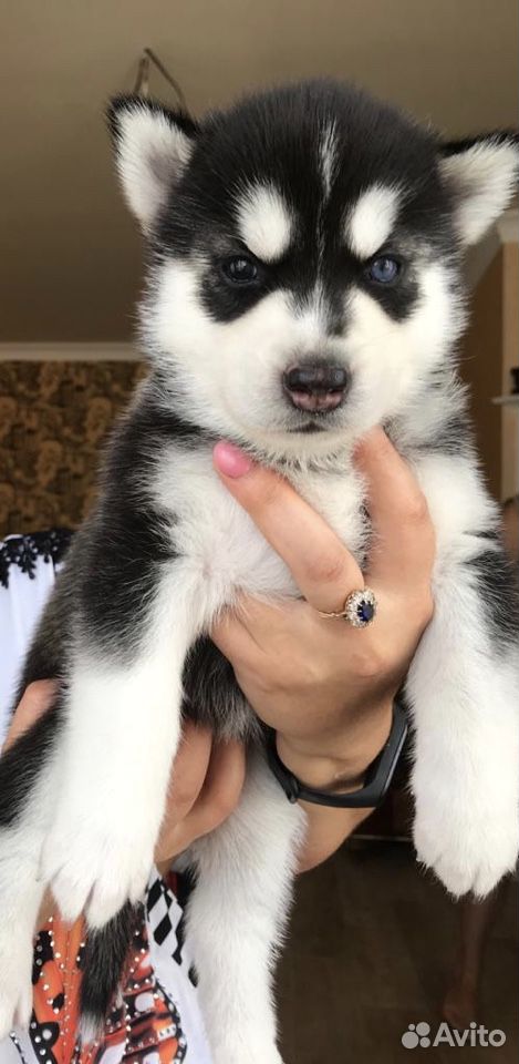 Сибирский хаски